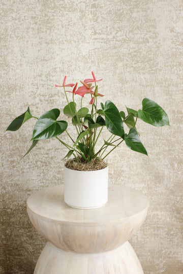 The Bloom Of Time Shop - Inspired florals + gifts for modern life